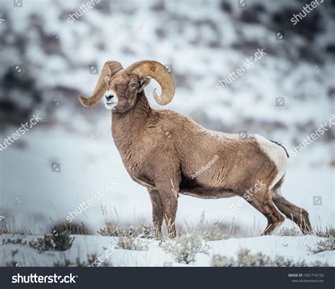 Rocky Mountain Ram