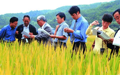 袁隆平成功在迪拜沙漠种植成海水稻 外国人感叹 中国好厉害