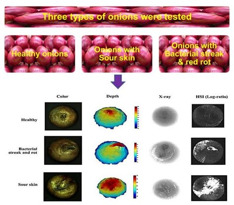 Multisensor Data Fusion In Food Quality Assessment Ppt