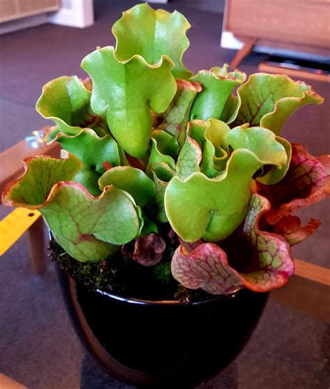 Steady Diet Of Ants R Carnivorousplants