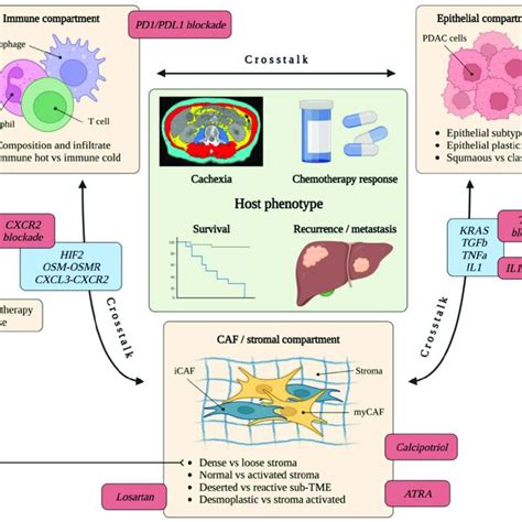Caf Subtypes With Their Associated Markers And Locations Download