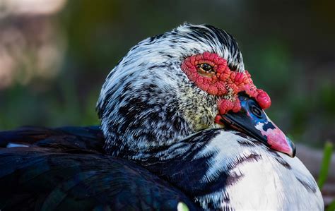 Muscovy Duck Audubon Field Guide