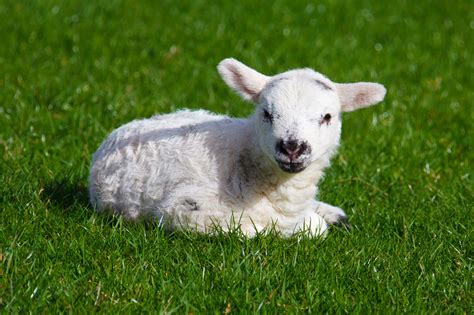 Psalm 23