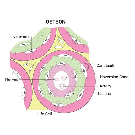 Premium Vector Osteon Neuclous Canaliculi Haversian Canal Artery