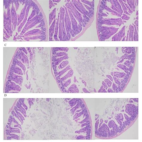 The Morphology Of Terminal Ileum 100× In Each Group A E Refer To