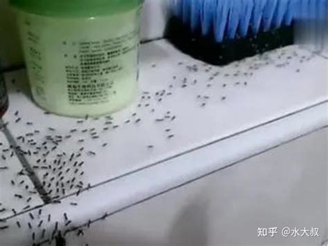 家里出现蚂蚁不用慌了,只需要简单的土方法,蚂蚁再也不敢来! 知乎 家里出现蚂蚁不用慌了,只需要简单的土方法,蚂蚁再也不敢来! 知乎