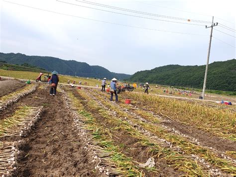 언니네텃밭 텃밭과 꾸러미로 바꾸는 세상 의성 햇 마늘