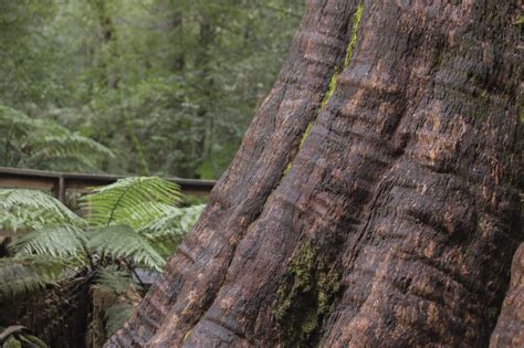The Ada Tree Great Forest National Park Victoria