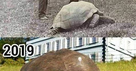 Jonathan Is The Oldest Known Living Terrestrial Animal In The World He