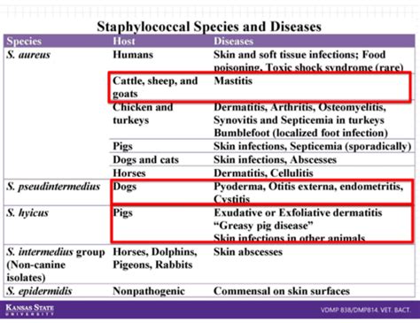 LC Staphylococcus Flashcards Quizlet