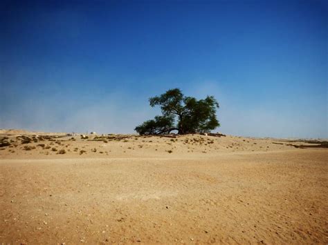 Bahrain Tree Of Life Travel Unlimited