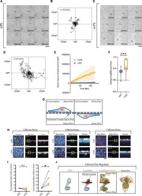 Atypical Cofilin Signaling Drives Dendritic Cell Migration Through The Extracellular Matrix Via