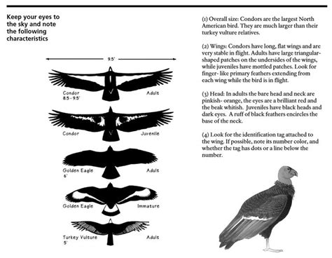 Condor Bird Wingspan California Condor Recovery Program Comparative