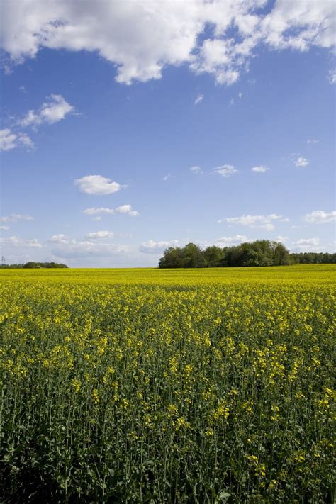 Field 4 Free Photo Download Freeimages