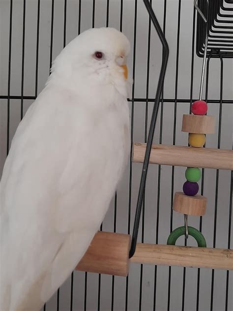 Asking Again Because Im Still Not Sure The Sex 😅 Rbudgies