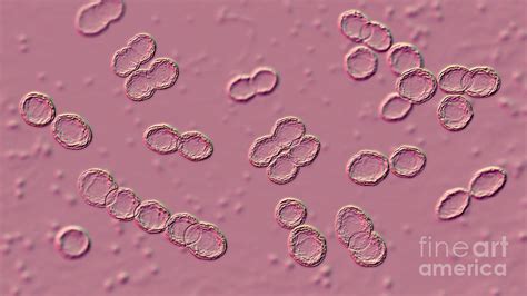 Lactococcus Bacteria Photograph By Kateryna Konscience Photo Library