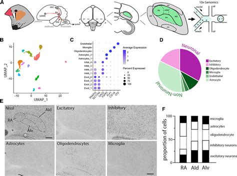 Cell Classes Of The Intermediate Arcopallium Ai Download Scientific