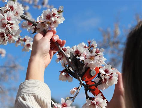 How To Properly Prune Your Cherry Tree