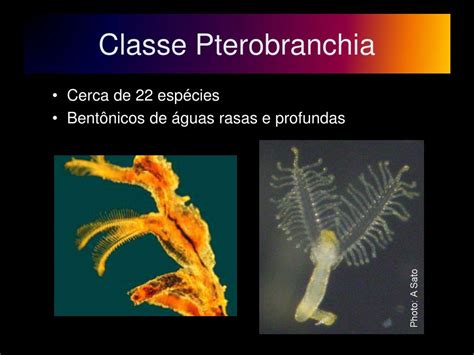 Ppt Deuterostomia Powerpoint Presentation Free Download Id2113231