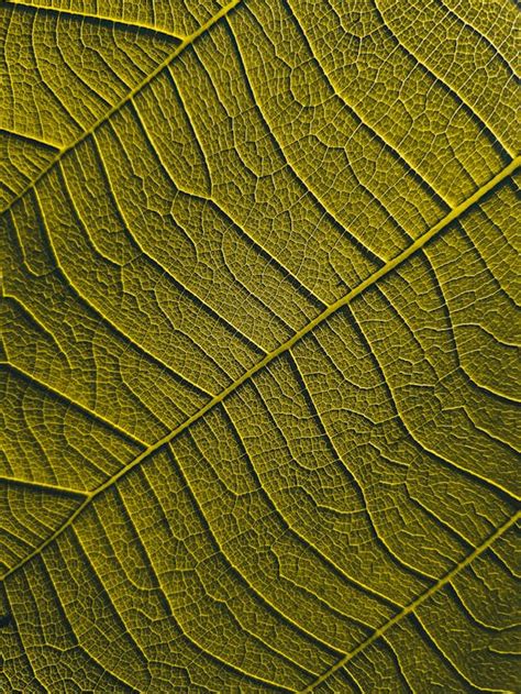 잎맥의 클로즈업 세부 사항 · 무료 스톡 사진
