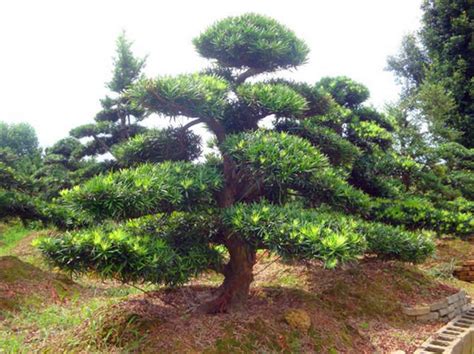 罗汉松图片常见 罗汉松图片迎客松 罗汉松图片 大山谷图库