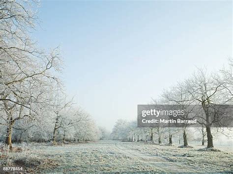 Field Maple Uk Photos And Premium High Res Pictures Getty Images