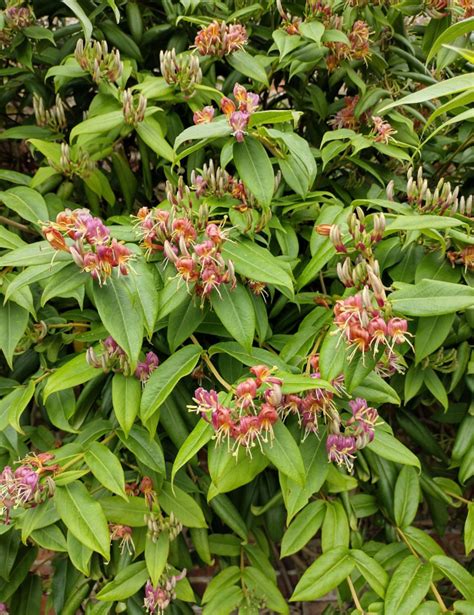 Zemolez Henryho Stromo Sk