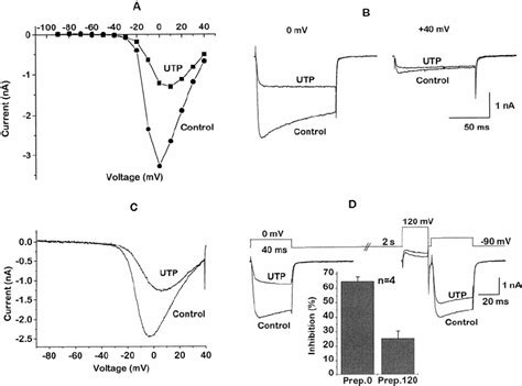 Voltage dependent inhibition of C a 2 ϩ channel currents by UTP in rat