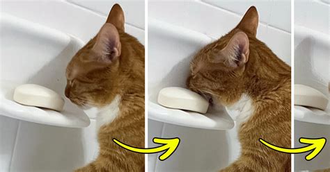 12 миленичиња кои решиле да ги земат работите во свои шепи Мотика