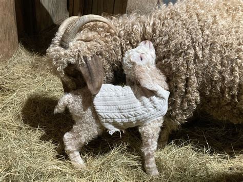 Животные Мама с сыночком - Axaho