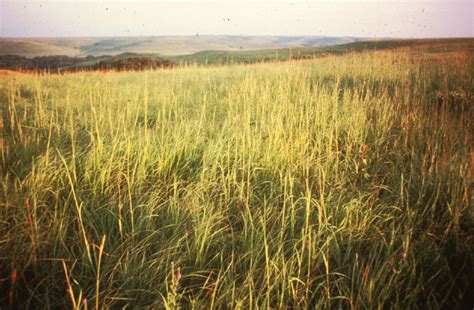 Prairie Landscape
