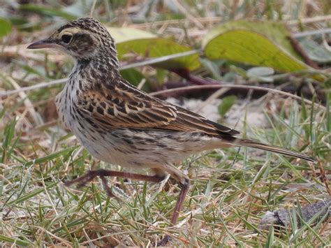Australian Pipit Anthus Australis