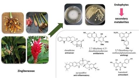Secondary Metabolites Of Endophytes Associated With The Zingiberaceae