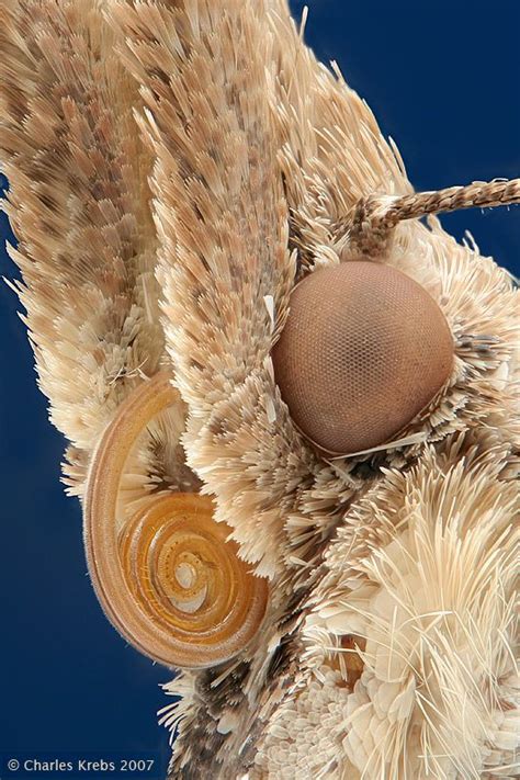 Microscope Objectives By Charles Krebs Macro Photography Insects Microscopic Photography