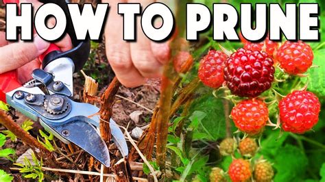 Pruning Everbearing Raspberry Bushes Simple Steps For TONS Of Raspberries YouTube