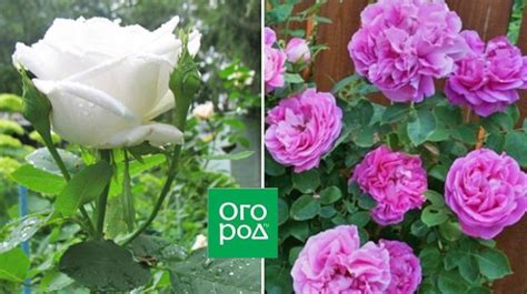 Что посадить вместо гортензии 8 кустарников с крупными цветками В цветнике Огород Ru