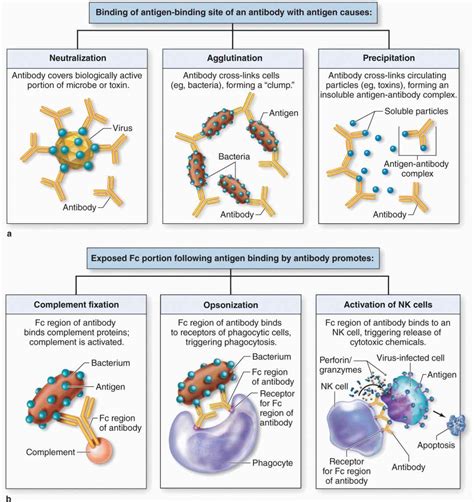 The Immune System And Lymphoid Organs Basicmedical Key