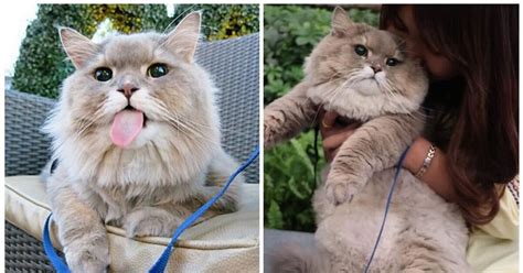 Bone Bone El Nuevo Felino Estrella De Las Redes Sociales Infobae