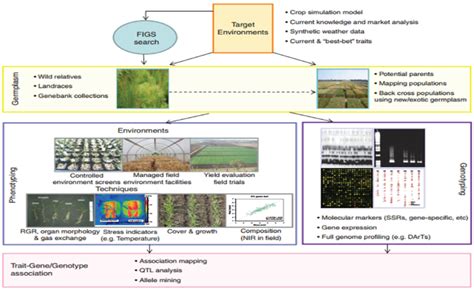 Combination Of Breeding Approaches Needed To Advance Yield In A Download Scientific Diagram