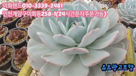 특집인기쟁이다모여 다남다육010 3339 2461 Youtube