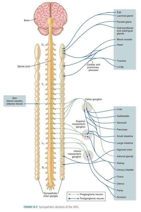 Autonomic Nerve Fibers Autonomic Nervous System Ans