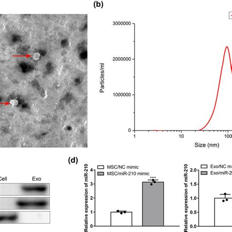 Isolation And Identification Of Msc Exos A Exos Morphology Revealed Download Scientific