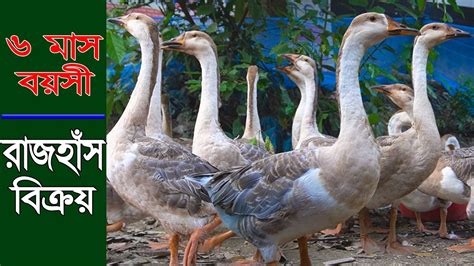 ৬ মাস বয়সের রাজহাঁস বিক্রি বড় রাজহাঁস বিক্রি Duck Farming Khamar Bangla 24 Youtube