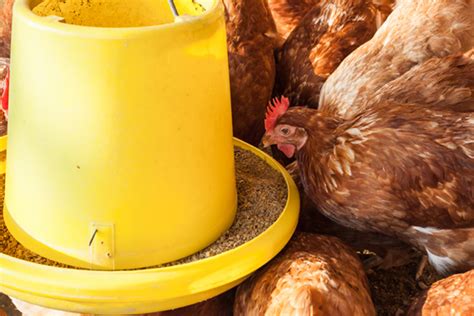 Layer Feed Nutramix The Big Feed