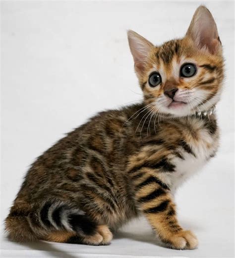 綺麗に成長中ブラウンベンガルの子猫 ブログ 関東神奈川県でベンガルなど猫子猫のブリーダーならROCKFIELD