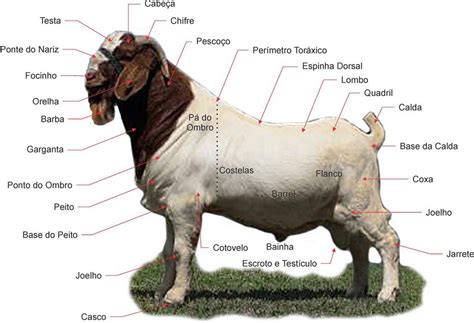 Caprinocultura Da RaÇa Boer Carne Caprina