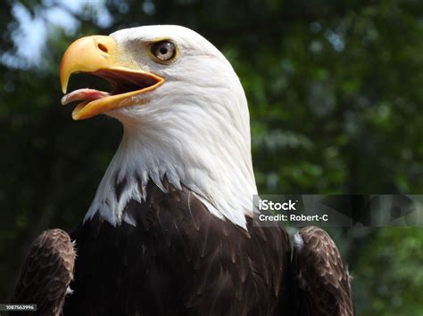 대머리 바다가 글 아메리칸이 글 머리와 초상화입니다 매크로를 닫습니다 Leucocephalus입니다 부리 오픈 뜨거운 날씨입니다 미국 상징의 아름 다운 이미지입니다 독수리에