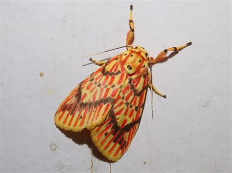 スジベニコケガ Barsine striata