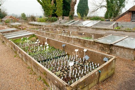 Right Time Of The Year To Take Cuttings And Get Loads Of Plants For