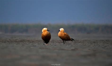 Adil Chowdhury Adil Owl • Instagram Photos And Videos